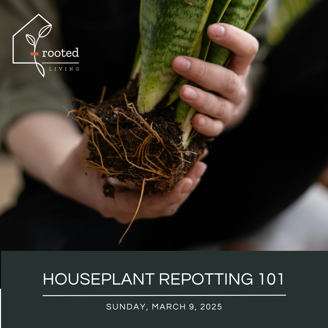 Repotting 101 Workshop on Sunday, March 9, 2025 – Rooted Living Chicago