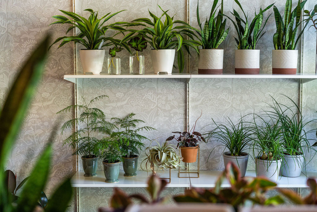 Pots & Planters – Rooted Living Chicago