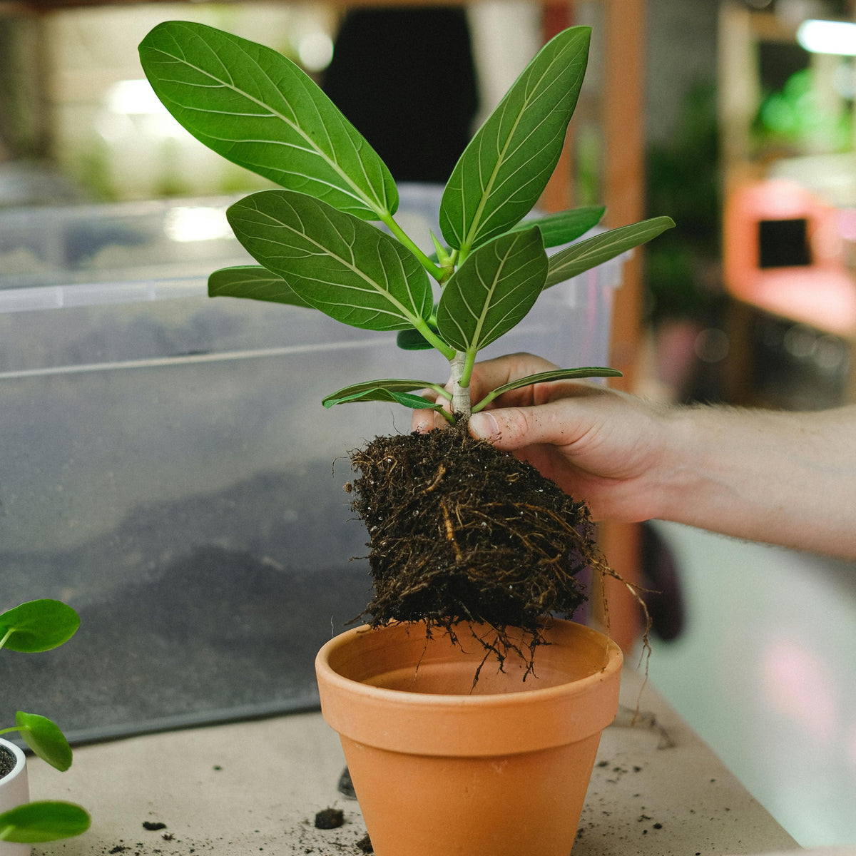 Repotting 101 Workshop || Sunday, April 7 – Rooted Living Chicago